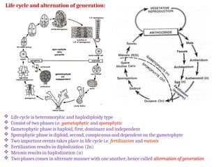 Life cycle of Anthoceros, Bryophyta, member of the class ...