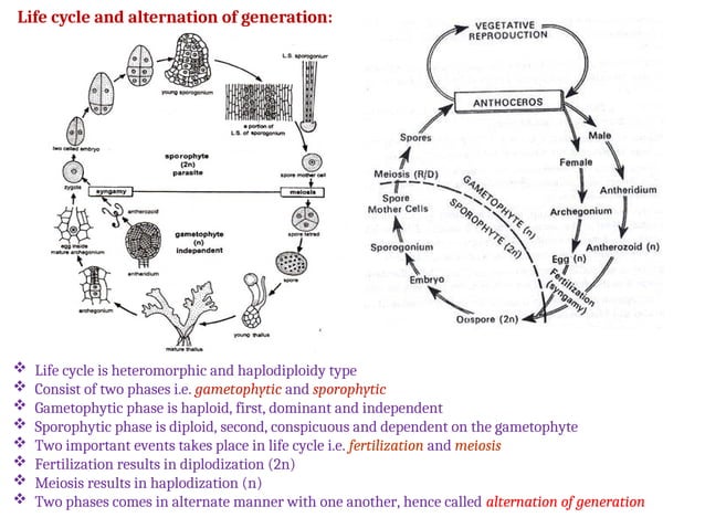 Life cycle of Anthoceros, Bryophyta, member of the class ...