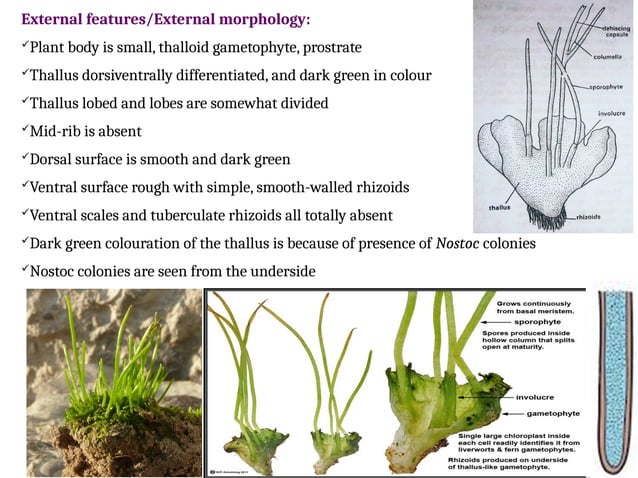 Life cycle of Anthoceros, Bryophyta, member of the class ...