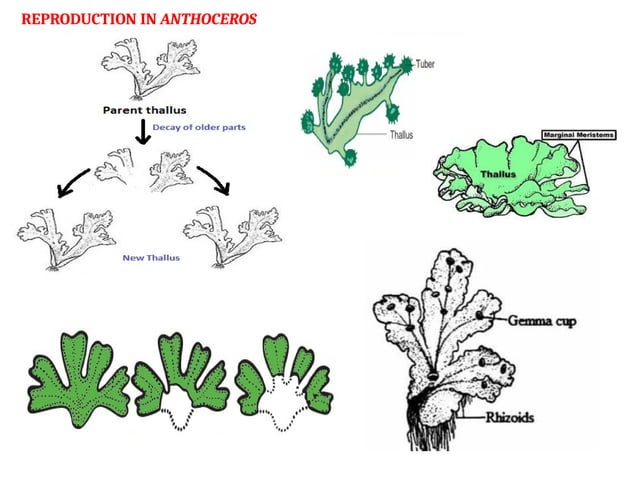 Life cycle of Anthoceros, Bryophyta, member of the class ...