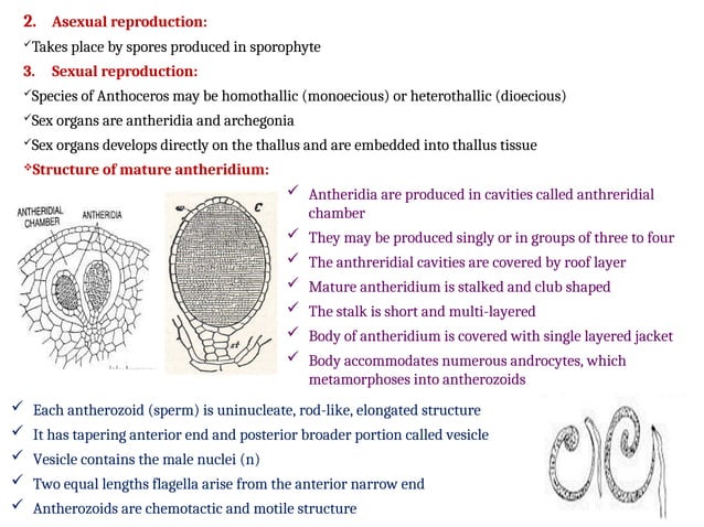 Life cycle of Anthoceros, Bryophyta, member of the class ...