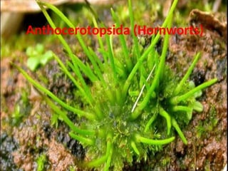 anthoceros structure and types of reproduction | PPT