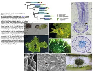 anthoceros structure and types of reproduction | PPT