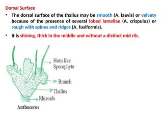 anthoceros structure and types of reproduction | PPT