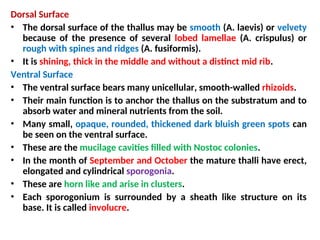 anthoceros structure and types of reproduction | PPT