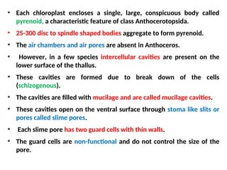 anthoceros structure and types of reproduction | PPT