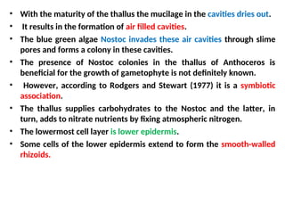 anthoceros structure and types of reproduction | PPT