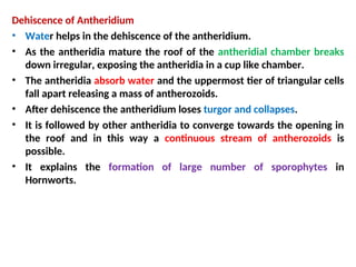 anthoceros structure and types of reproduction | PPT