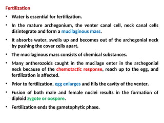 anthoceros structure and types of reproduction | PPT