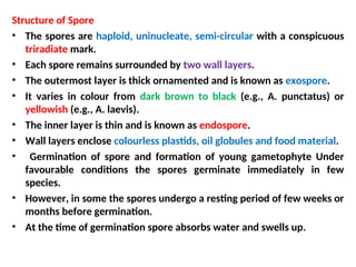 anthoceros structure and types of reproduction | PPT