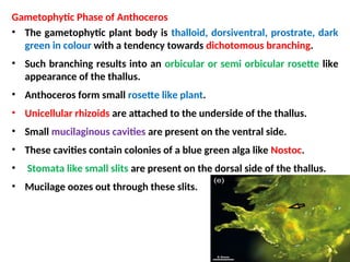 anthoceros structure and types of reproduction | PPT