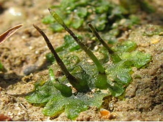 anthoceros structure and types of reproduction | PPT