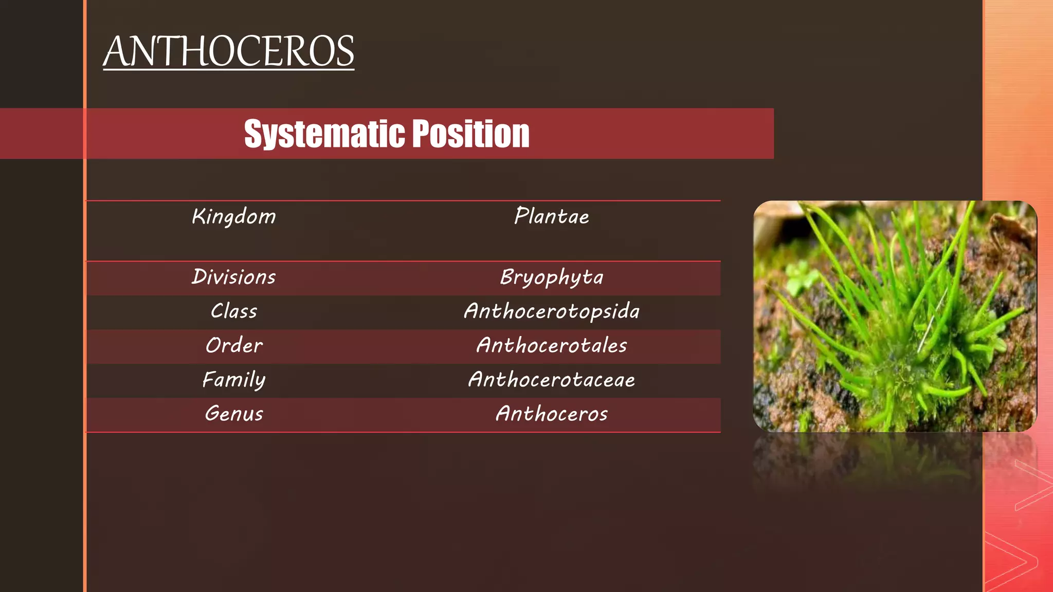 Anthoceros botany | PPTX