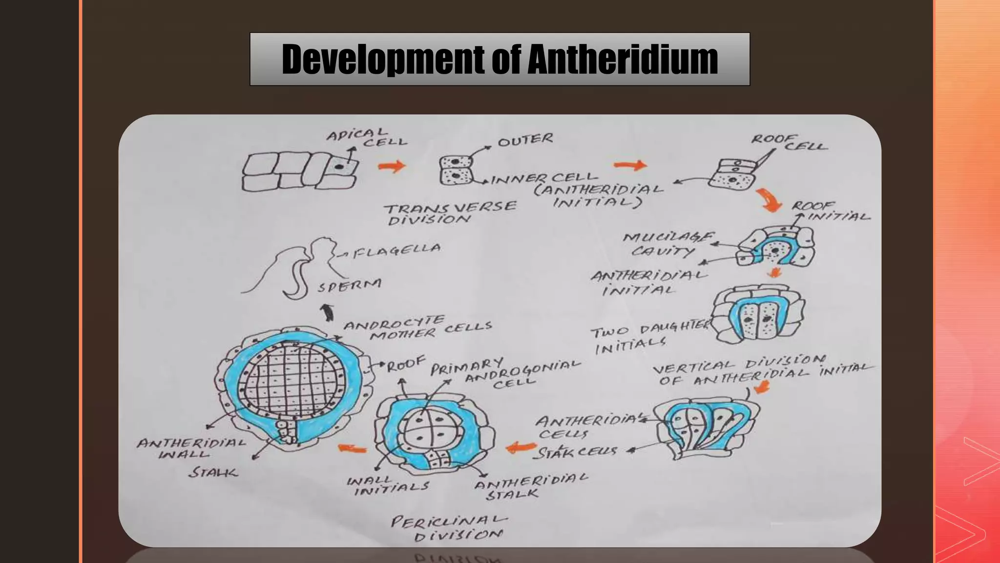 Anthoceros botany | PPTX