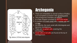 Anthoceros botany | PPTX