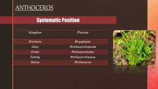 Anthoceros botany | PPTX