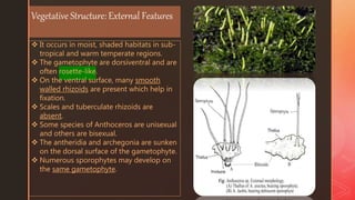 Anthoceros botany | PPTX