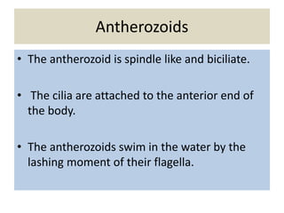 Anthoceros ppt | PPTX