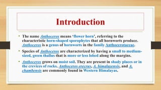 Anthoceros Presentation.pptx