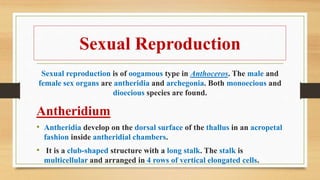 Anthoceros Presentation.pptx