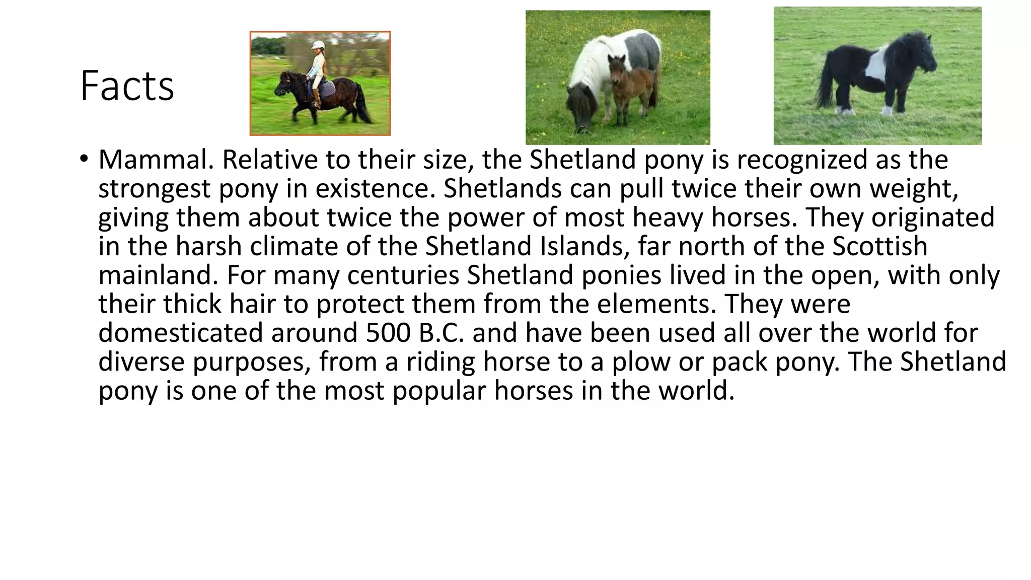 Anthony shetland ponies | PPTX