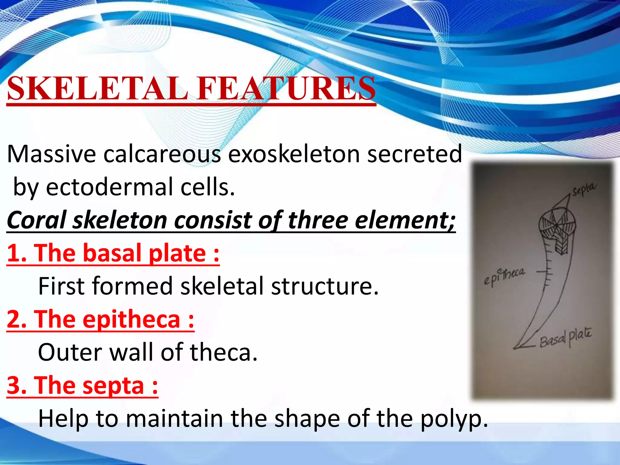 Phylum Coelenterata- Class Anthozoa | PPTX