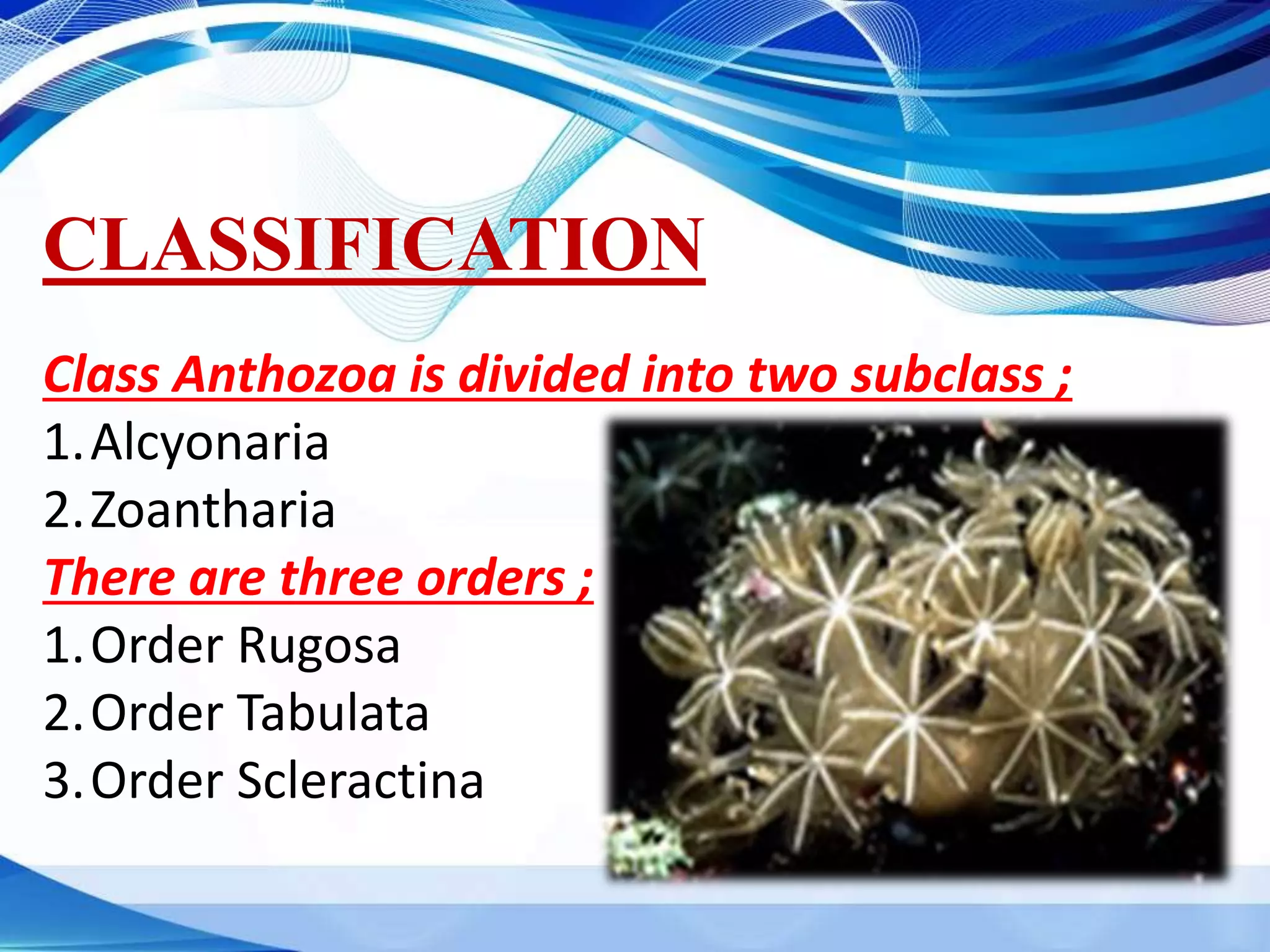 Phylum Coelenterata- Class Anthozoa | PPTX