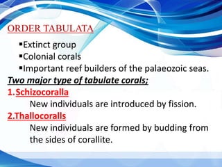 Phylum Coelenterata- Class Anthozoa | PPTX