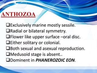 Phylum Coelenterata- Class Anthozoa | PPTX