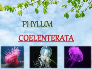 Invertebrates Coelenterates