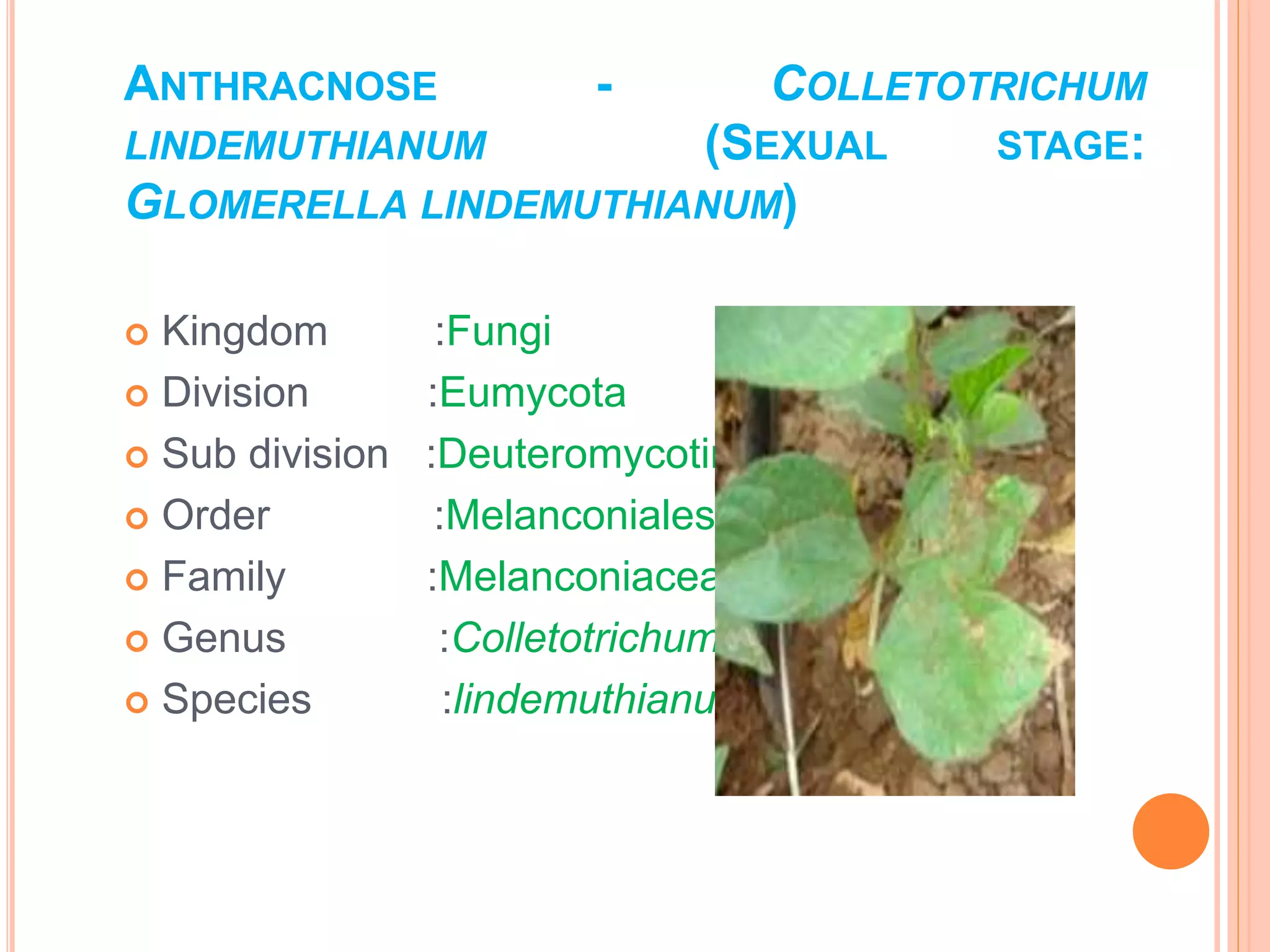 Anthracnose of green gram | PPTX