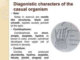Anthracnose of jute prentation | PPT