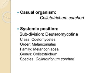Anthracnose of jute prentation | PPT