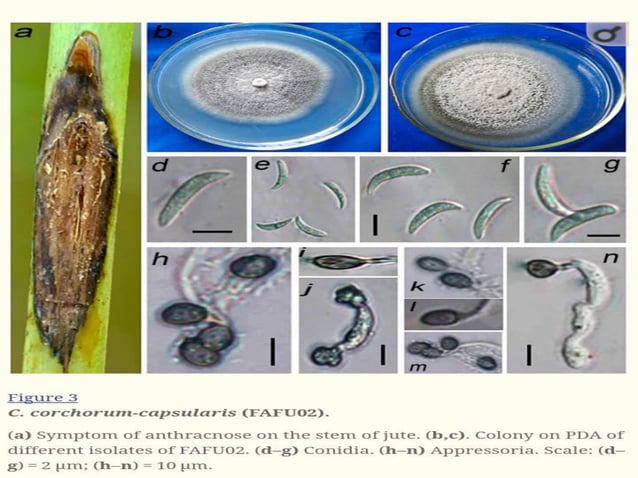 Anthracnose of jute prentation | PPT