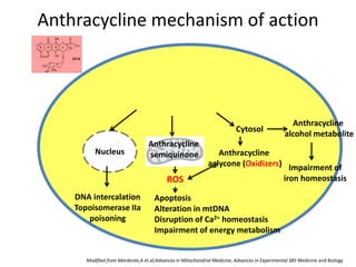 Anthracycline seminar | PPTX
