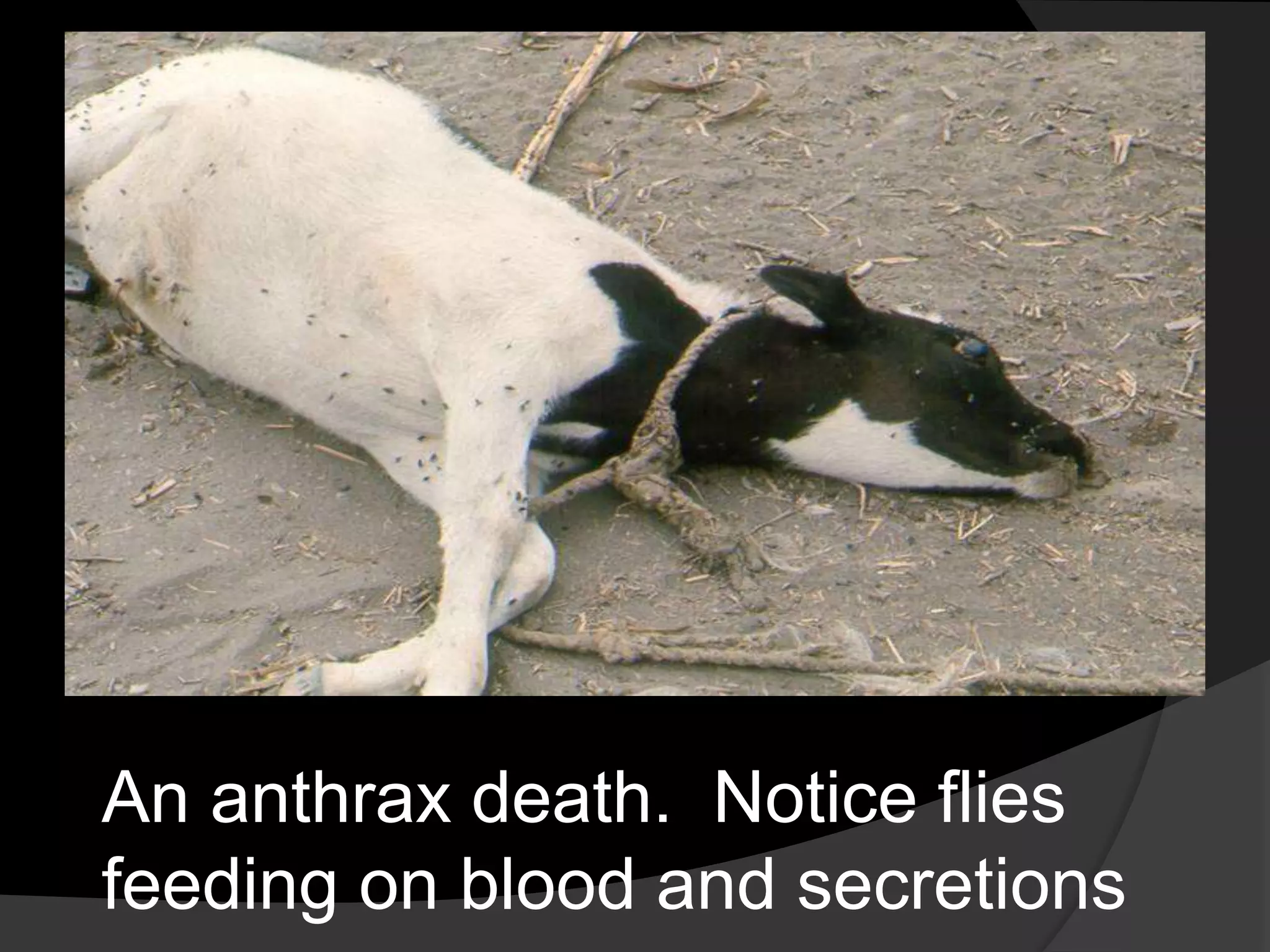Anthrax | PPTX