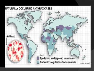 Anthrax | PPTX