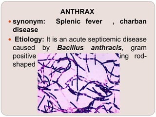 Anthrax Bacteria Shape