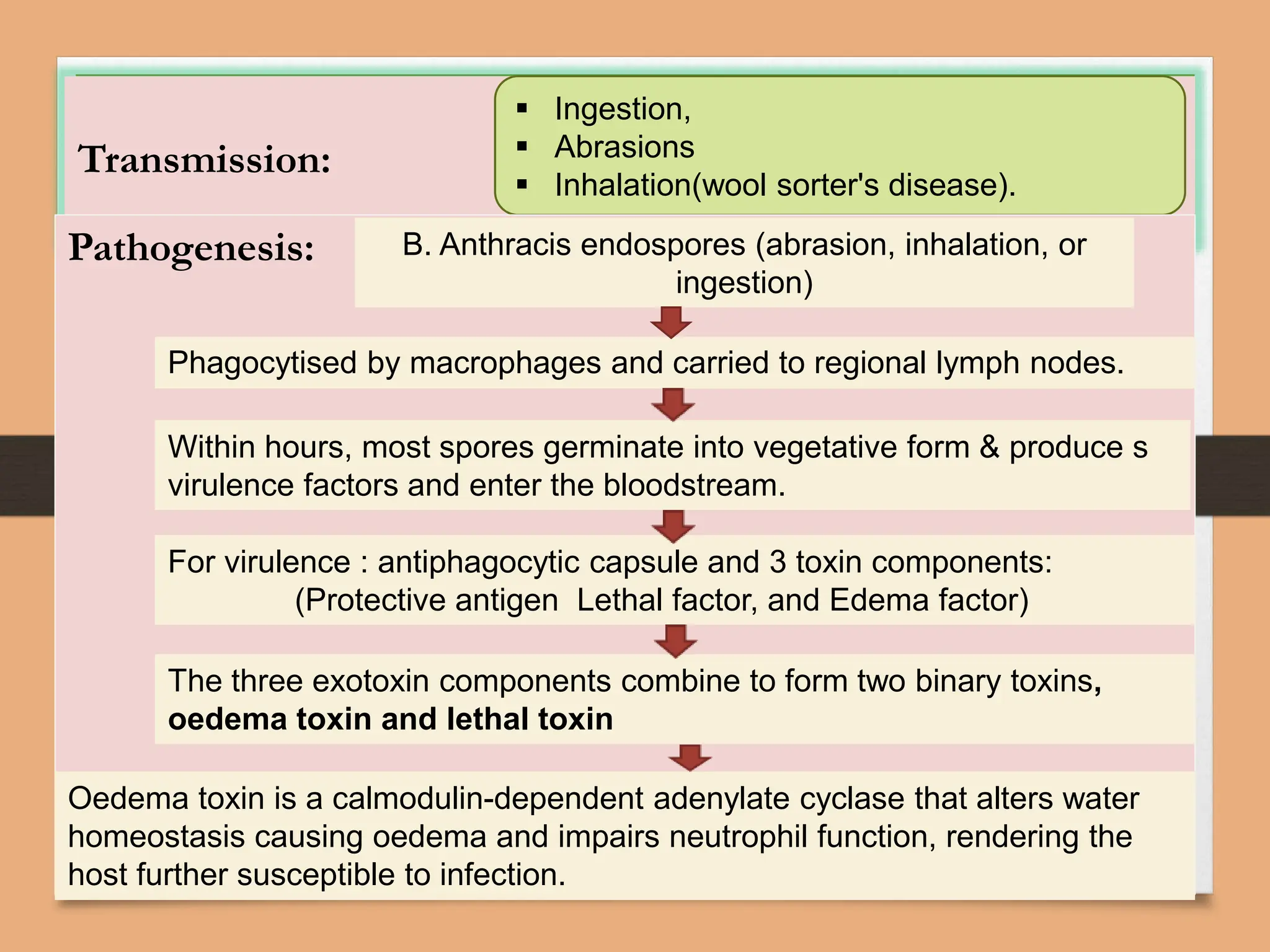 ANTHRAX.pptx animal disease highly contagious | PPTX