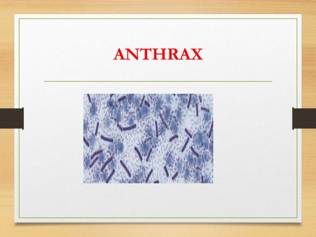 ANTHRAX.pptx animal disease highly contagious | PPTX | Infectious ...