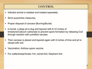 ANTHRAX.pptx animal disease highly contagious | PPTX | Infectious ...