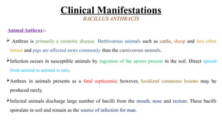 All Paramedical, Nursing and MBBS Courses/Gram Positive BACILLI ...
