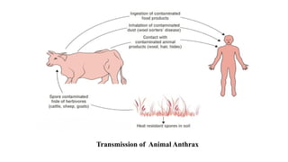 All Paramedical, Nursing and MBBS Courses/Gram Positive BACILLI ...