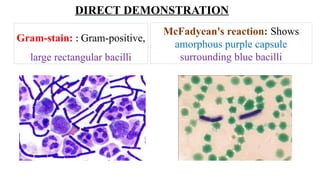 All Paramedical, Nursing and MBBS Courses/Gram Positive BACILLI ...