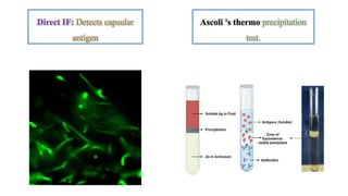All Paramedical, Nursing and MBBS Courses/Gram Positive BACILLI ...