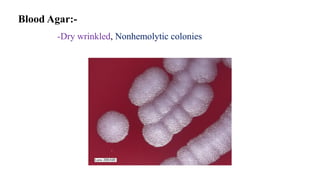 All Paramedical, Nursing and MBBS Courses/Gram Positive BACILLI ...