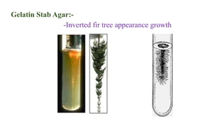 All Paramedical, Nursing and MBBS Courses/Gram Positive BACILLI ...