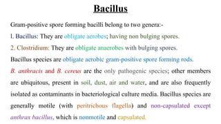 All Paramedical, Nursing and MBBS Courses/Gram Positive BACILLI ...