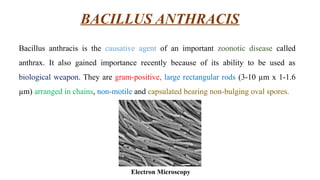 All Paramedical, Nursing and MBBS Courses/Gram Positive BACILLI ...