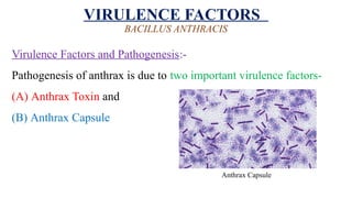 All Paramedical, Nursing and MBBS Courses/Gram Positive BACILLI ...